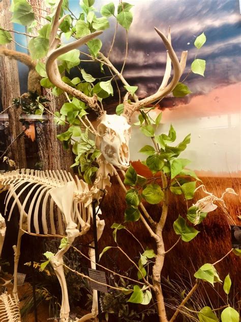 How Do Antlers Grow So Fast Skeleton Museum