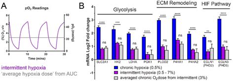 Hypoxia Dose Dependent Effect Of Intermittent Hypoxia A The Area Download Scientific Diagram