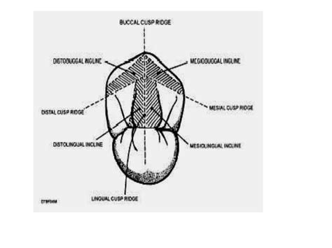 Anatomical Structures Of Teeth Pptx