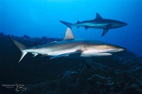 Gray Reef Shark Size