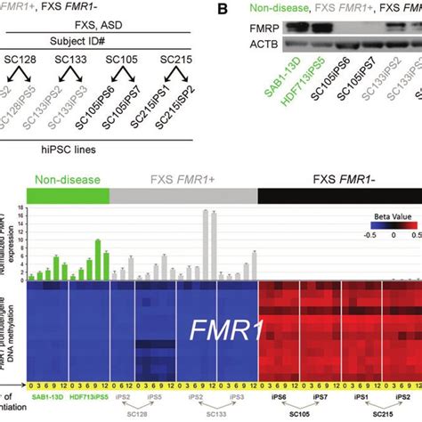 Pluripotent Stem Cell Lines Used In This Study A Schematic Depicting