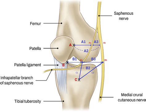 Schematic Anatomical Illustration Of The Knee Showing The Positional