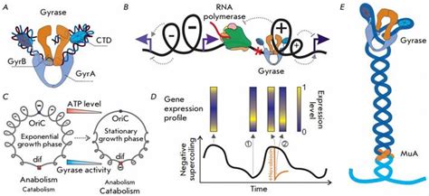 Dna Gyrase Creative Diagnostics