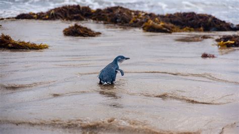 Penguin Foundation • Penguin Foundation Seeks New Board Directors