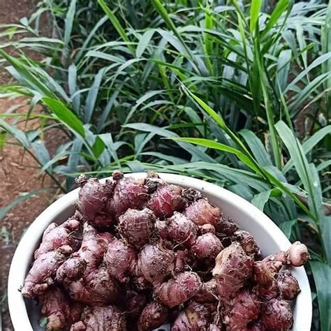 1 Kg Biji Benih Tanaman Herbal Rempah Jahe Merah Lazada Indonesia