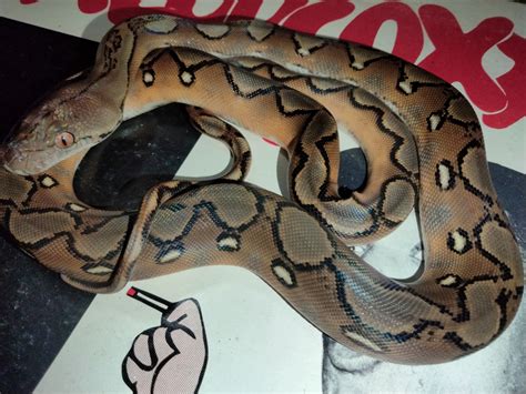 Sunfire Het Purple Albino Reticulated Python By The Ivory Connection