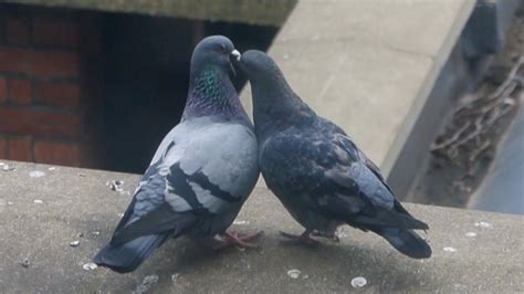 Pigeons Kissing And Mating London Pigeons In Love 💜 Pigeon Nature