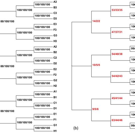 symmetric sym and asymmetric asym trees used for sequence