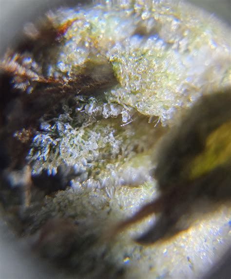 I Recently Got A Pocket Microscope Rweed