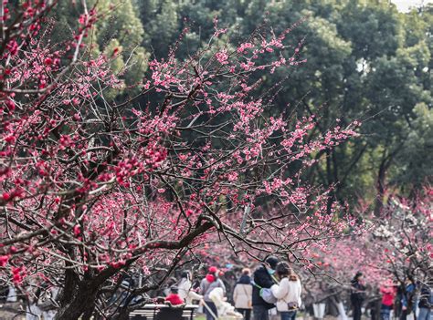 千株梅花绘春日画卷，世纪公园迎来赏梅最佳时节踏青传统民俗