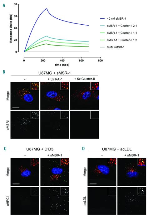 Endocytosis By Macrophages Interplay Of Macrophage Scavenger Receptor