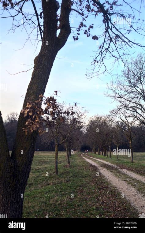 Path Bordered By Two Rows Of Trees In A Park At Sunset Stock Photo Alamy