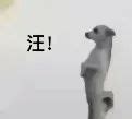 小狗喊到表情包 一只站立的狗狗配文汪可爱又有趣的动物表情包表情包图片gif动图 求表情网 斗图从此不求人