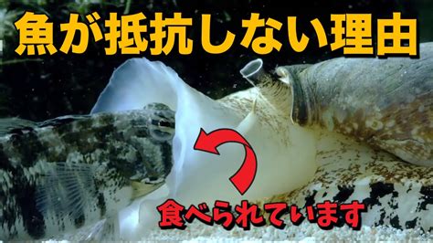 イモガイが毒針もなしに魚を狩る方法｜擬態までするイモガイの狩りが独特すぎた Youtube