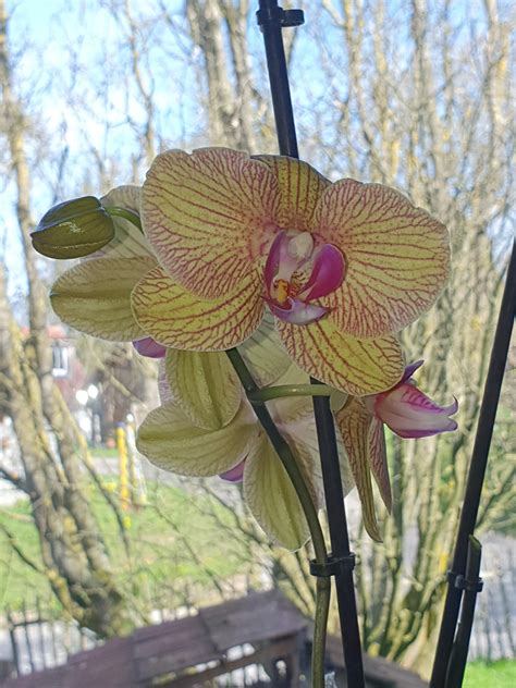 My Orchid Is Finally Blooming Rhouseplants
