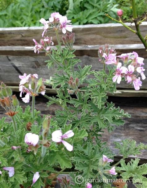 Scented Geranium Annual Or Perennial At Retha Williams Blog