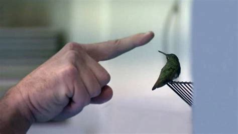 Bebé Colibrí Archivos Tierrapost