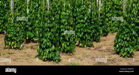 Black Pepper Piper Nigrum Vines At The Plantation In Phu Quoc Island