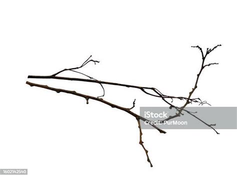 나뭇 가지 흰색 배경에 격리 된 매크로 마른 가지 자작 나무를 클리핑 경로로 설정합니다 나무 더미 또는 나무 막대기는 흰색
