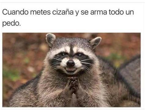 Meme Del Mapache Malvado Excelente Las Mejores Ofertas En Mini Juguete