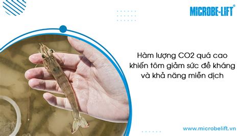 Tác Hại Của Khí Co2 đối Với Tôm Nuôi Microbe Lift