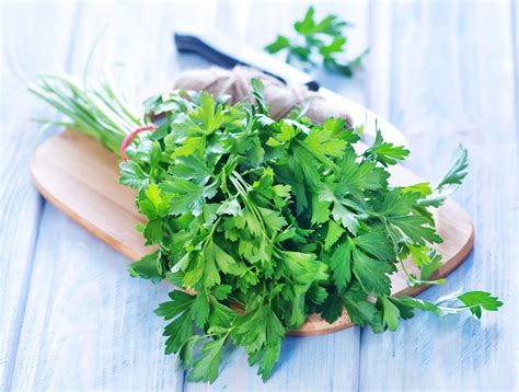 Parsley Description Uses Facts Britannica