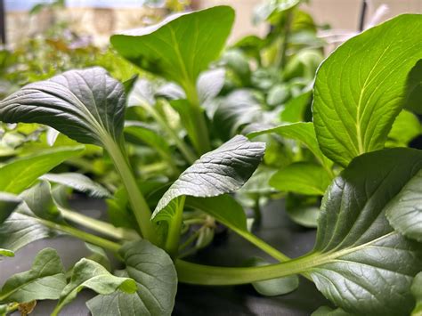 How To Maintain Your Hydro Garden For Your Best Crop Yet Solaris Garden