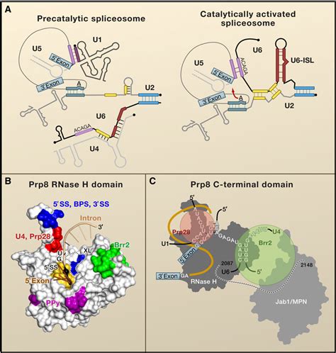 Figure 1 From The Spliceosome Design Principles Of A Dynamic Rnp