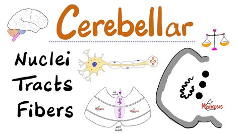 Cerebellar Nuclei