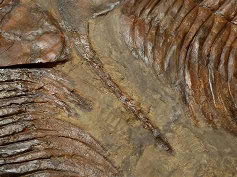 Mass Extinction Event Paradoxides Fossil Multiple Trilobite Group