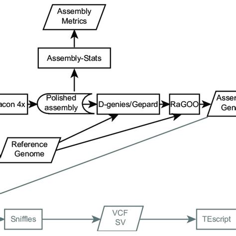 Schematic Of The Method Used For Genome Assembly And For Transposable Download Scientific