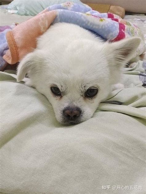 狗狗心脏病自己治上岸分享 知乎