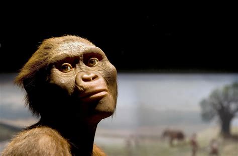 Australopithecus Africanus Lucy