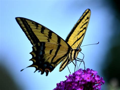 WooCommerce Update Openstream