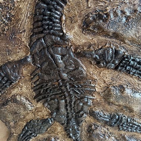 Giant Plesiosaur Fossil Mauricio Fernandez Fossil Replica Mesmerizing Journey Into Ancient Seas