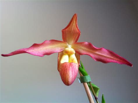 Phrag Eric Young Slippertalk Orchid Forum