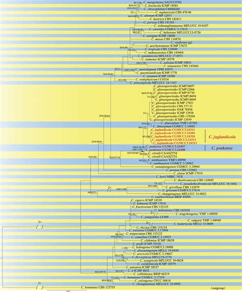 Phylogenetic Tree Of Maximum Likelihood Analyses Of Isolates In The