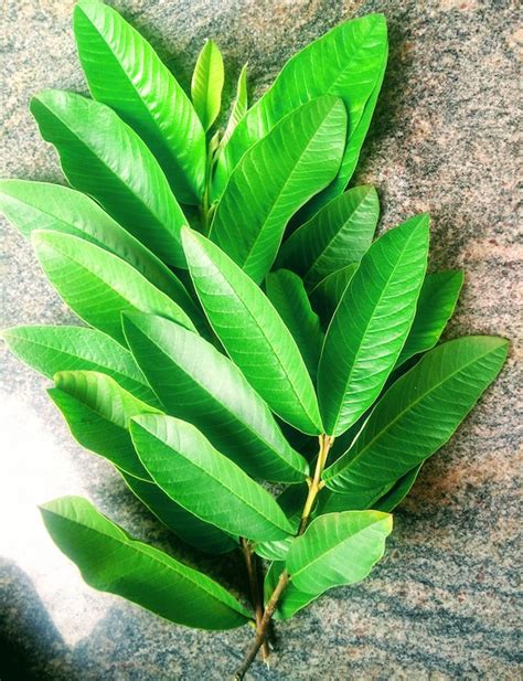 Hoja De Guayaba