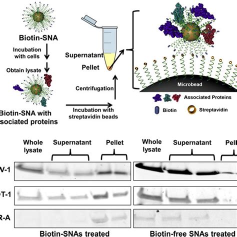 Association Between Sr A Lipid Raft Proteins And Snas A Schematic
