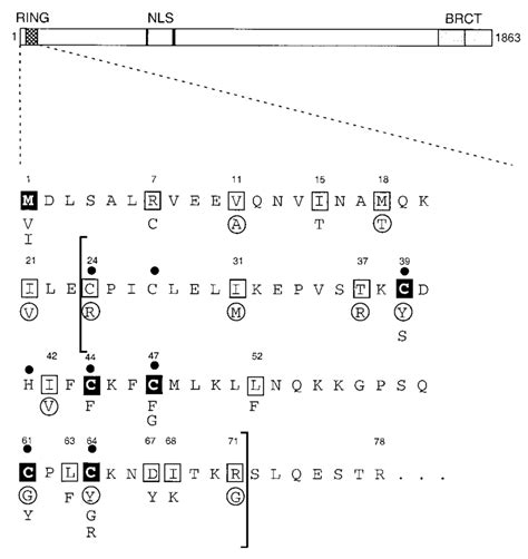 Brca1 N Terminal Protein Sequence Amino Acids 1 78 A Line Diagram