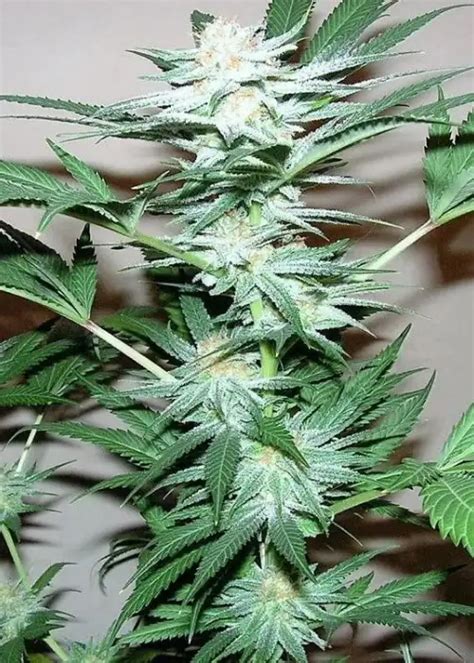 Banana Kush Cannabis Strain Information Growdiaries