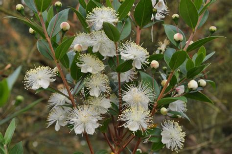 Myrtus Communis Common Myrtle Wild Flowers Of Andalucía Andalucí