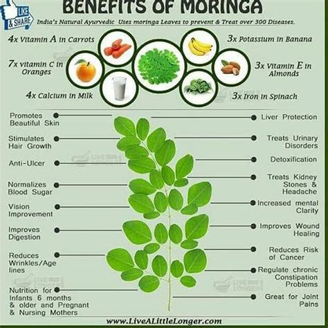 Moringa Leaves Nutrition Nutrition Apps