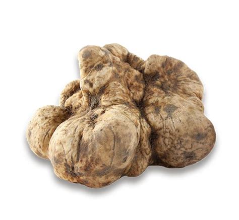 Tartufo Bianco Appennino Food Truffles