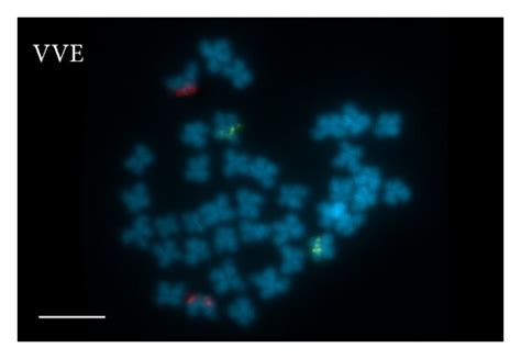 Chromosomal Location Of 5s Rdna And Major Rdna To Mitotic Chromosomes
