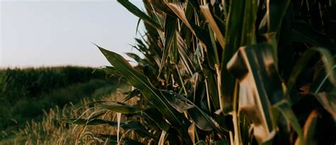 O Que é A Agricultura Regenerativa E Como Pode Beneficiar A Sua
