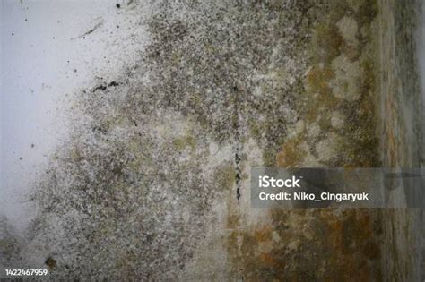 방의 벽에 회색 곰팡이와 곰팡이 방의 높고 과도한 습도의 영향 0명에 대한 스톡 사진 및 기타 이미지 0명 거친 건강관리와 의술 Istock