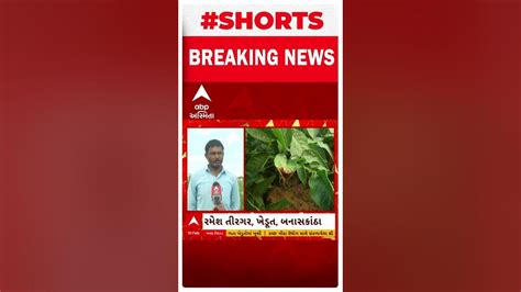 Banaskantha News બનાસકાંઠા જિલ્લાના વાતાવરણમાં પલટાથી ખેડૂતો ચિંતાતુર