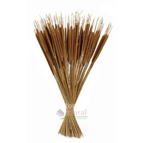Light Brown Tan Pencil Cattails 100 Stems Potomac Floral Wholesale