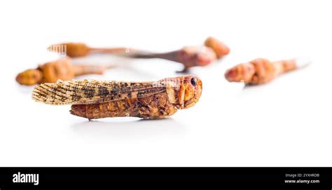 Crispy Fried Grasshoppers Isolated On A White Background Insect
